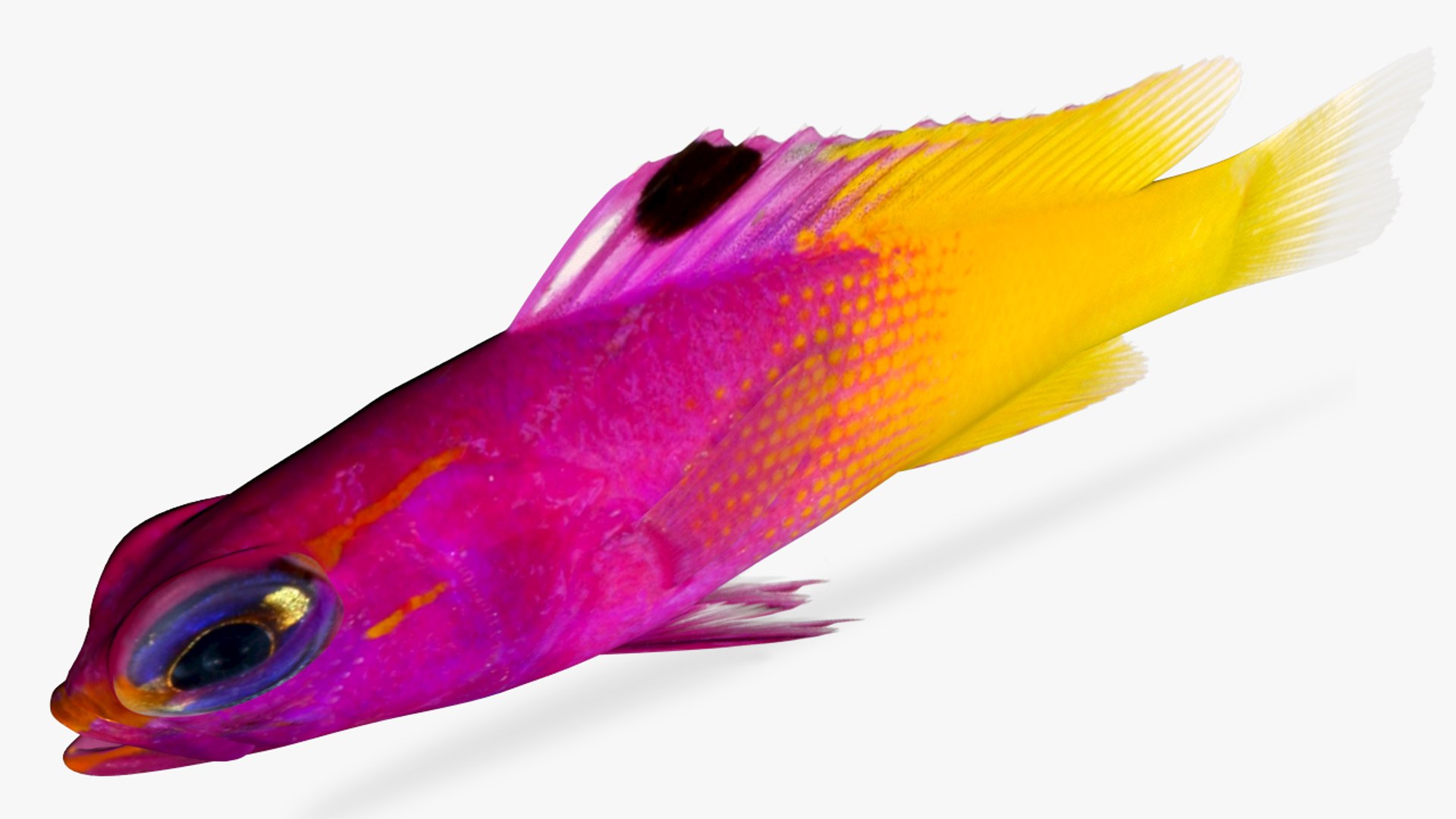 Royal Gramma 3D - TurboSquid 1268984