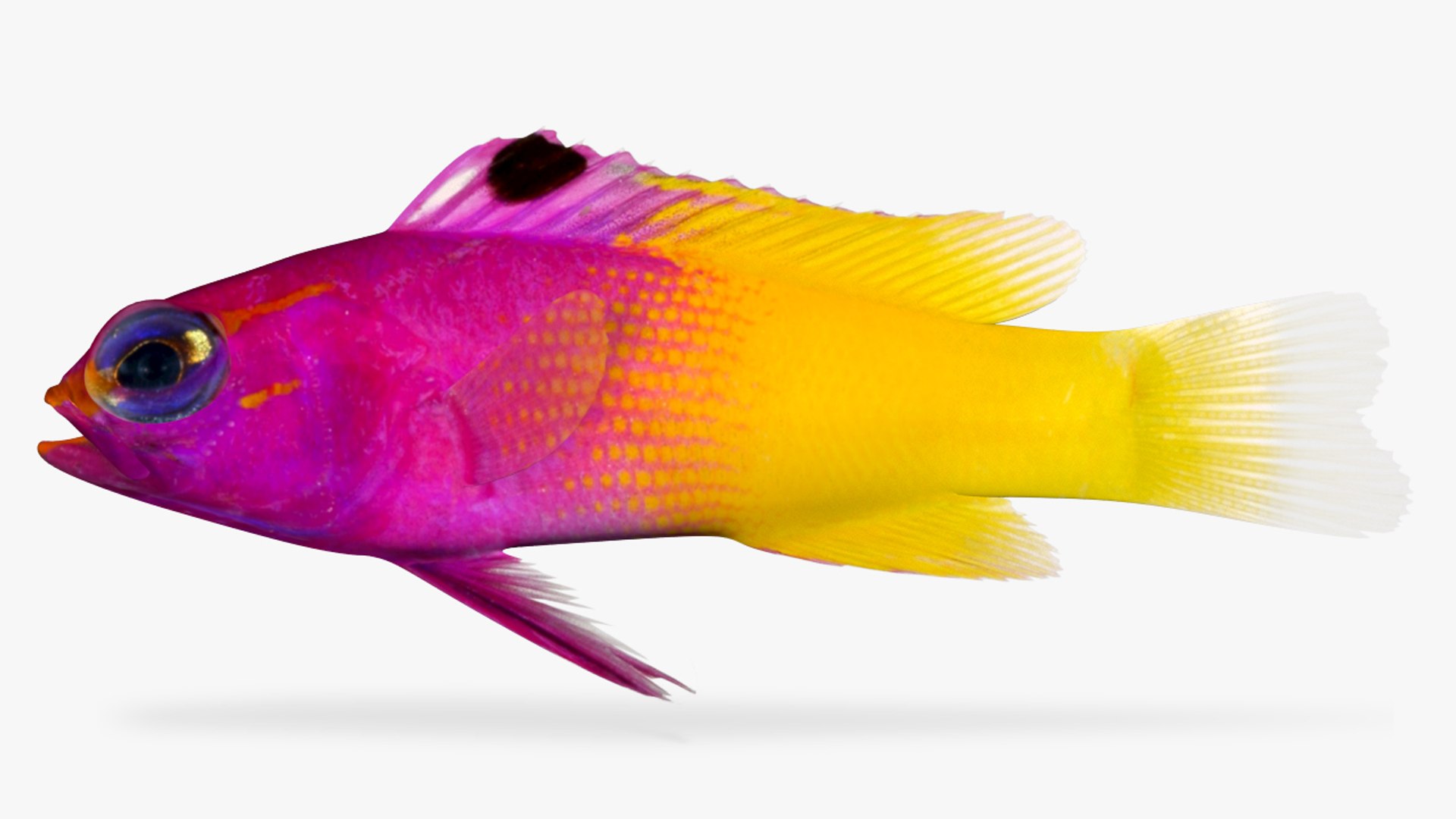 Royal Gramma 3D - TurboSquid 1268984