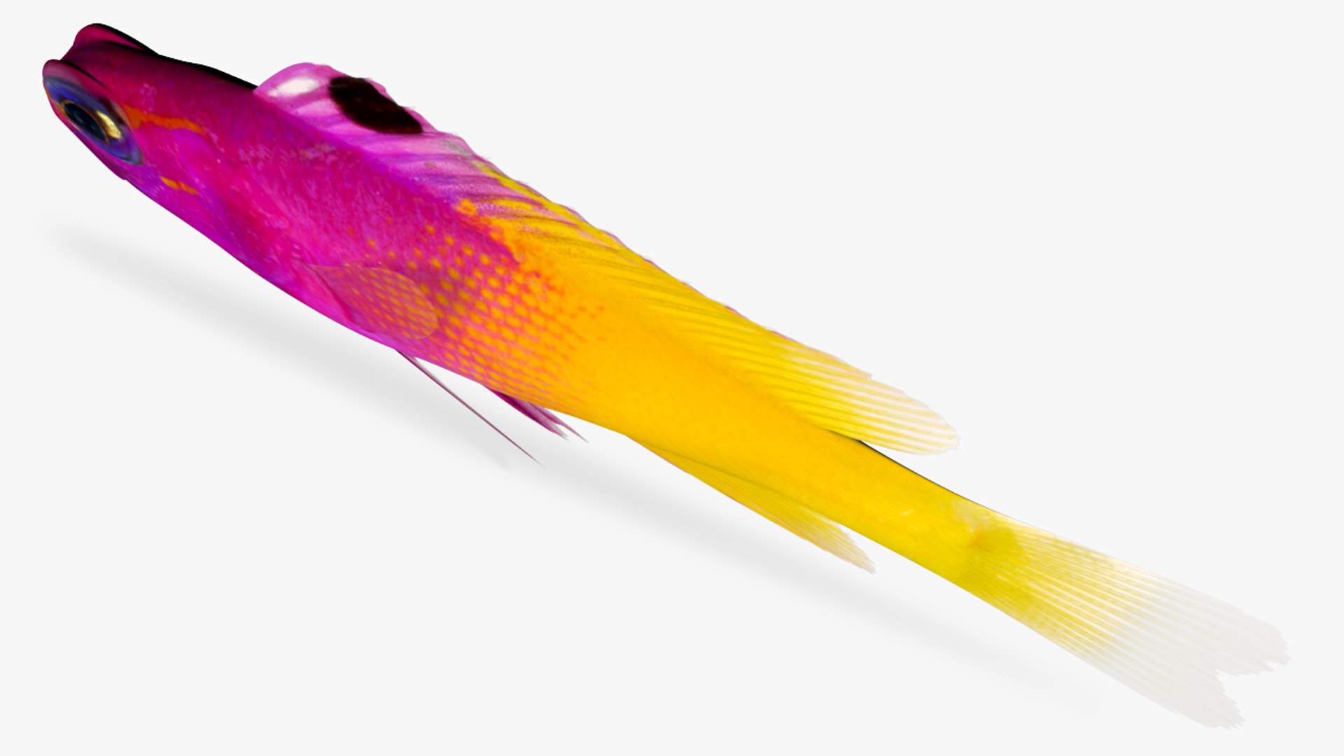 Royal Gramma 3D - TurboSquid 1268984