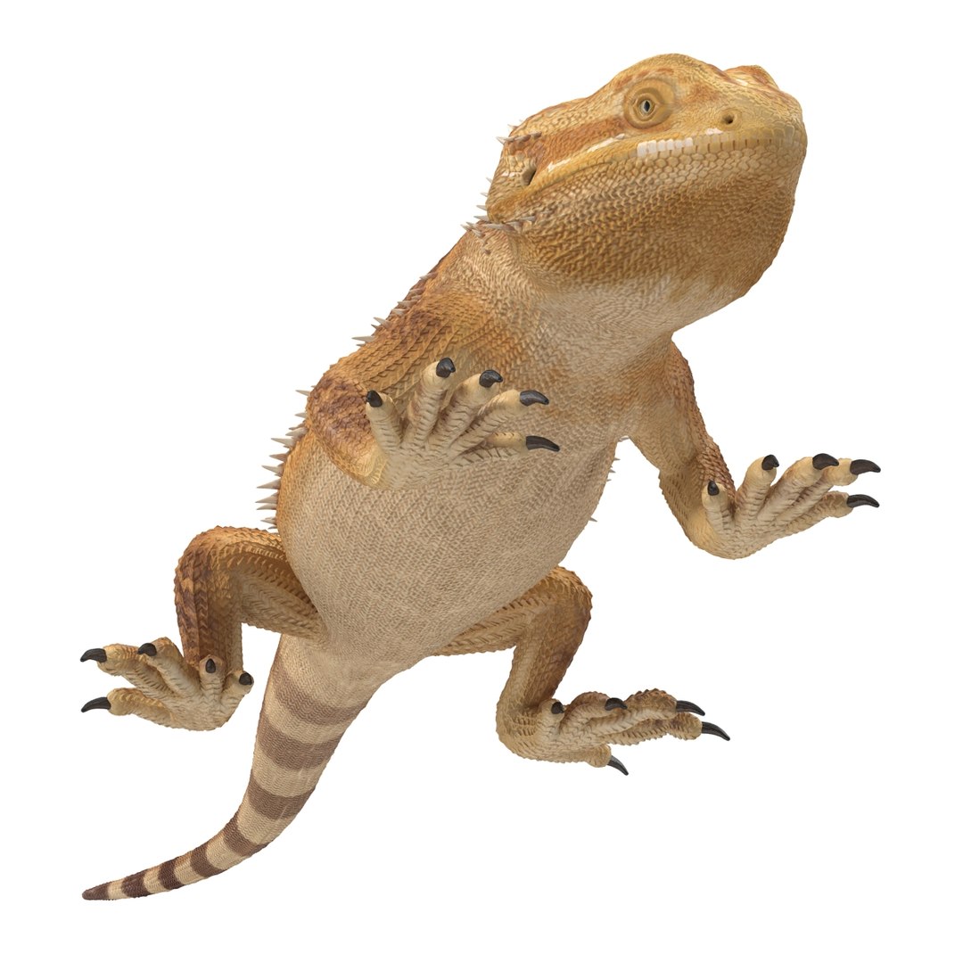3d Model Bearded Dragon Pose 3