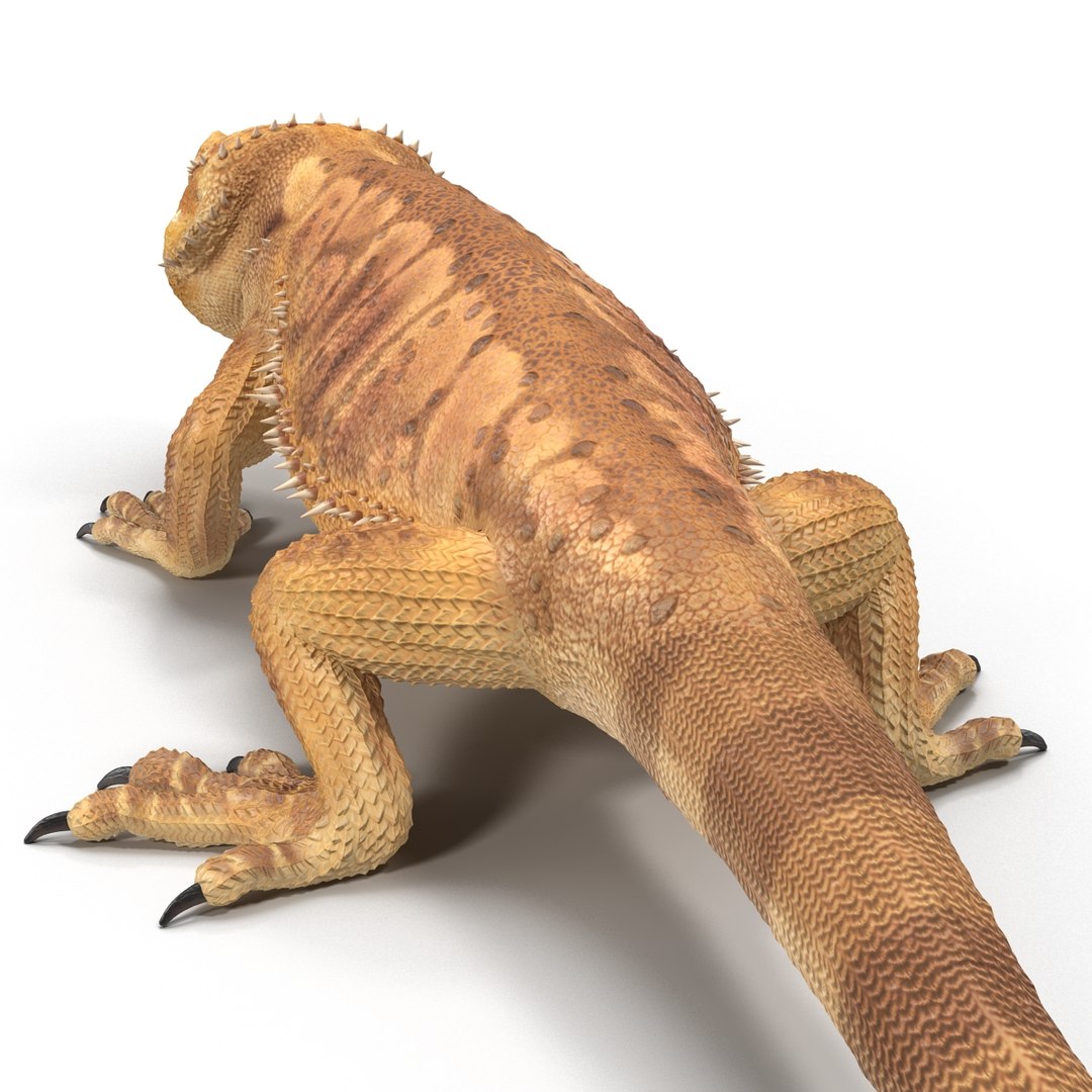 3d Model Bearded Dragon Pose 3