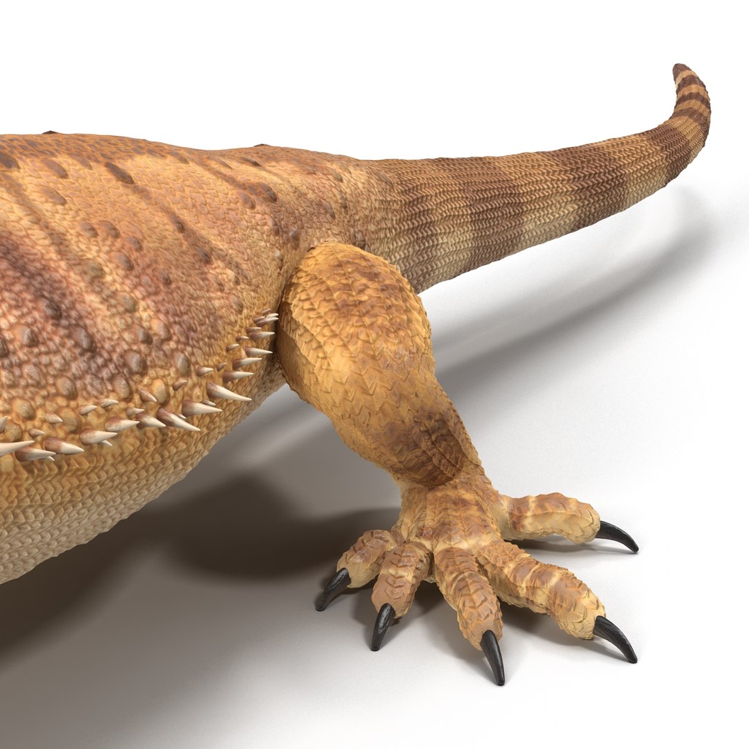 3d Model Bearded Dragon Pose 3