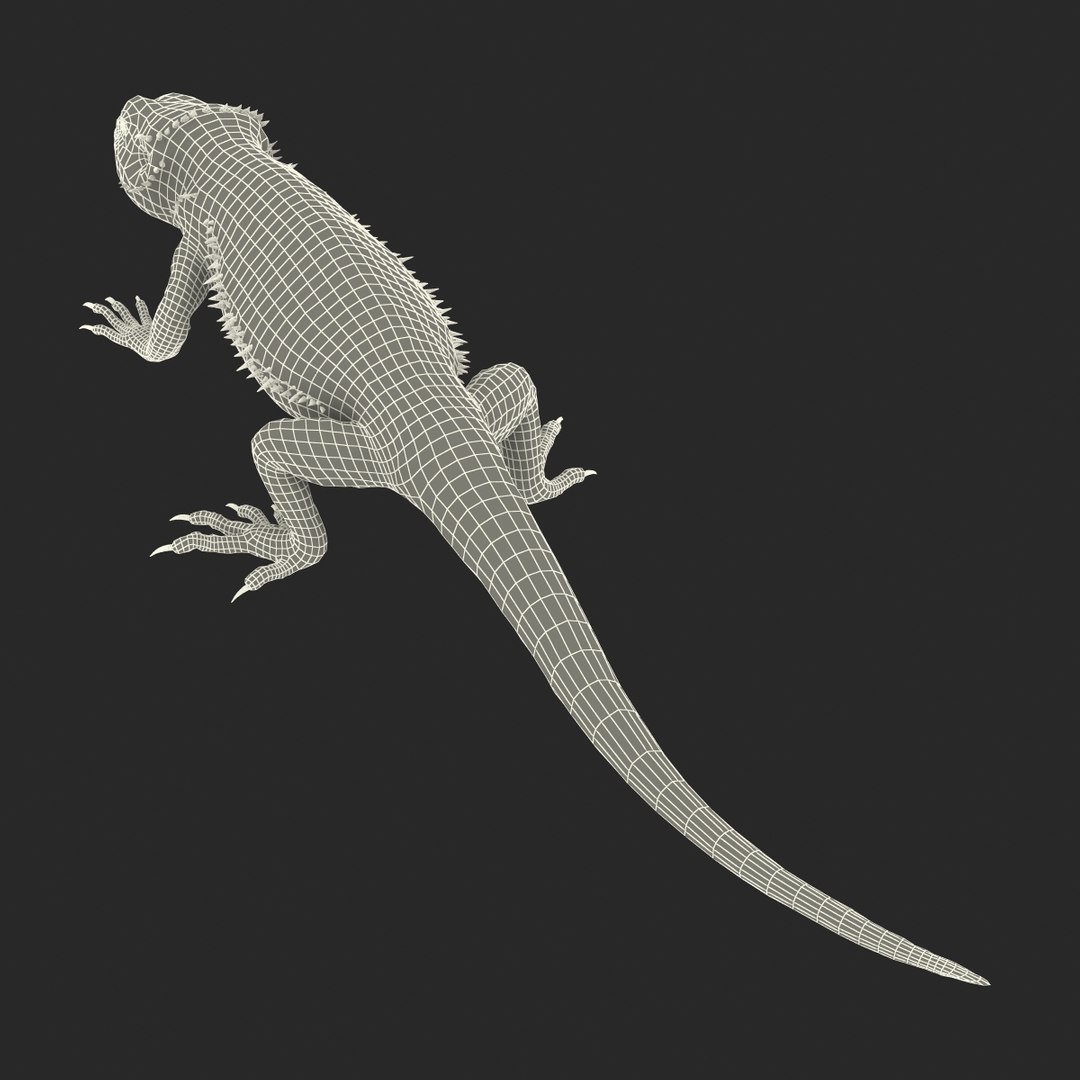 3d Model Bearded Dragon Pose 3