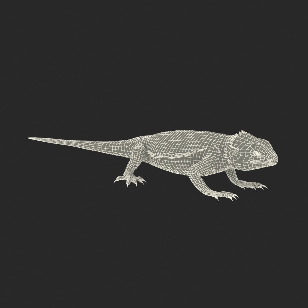 3d Model Bearded Dragon Pose 3