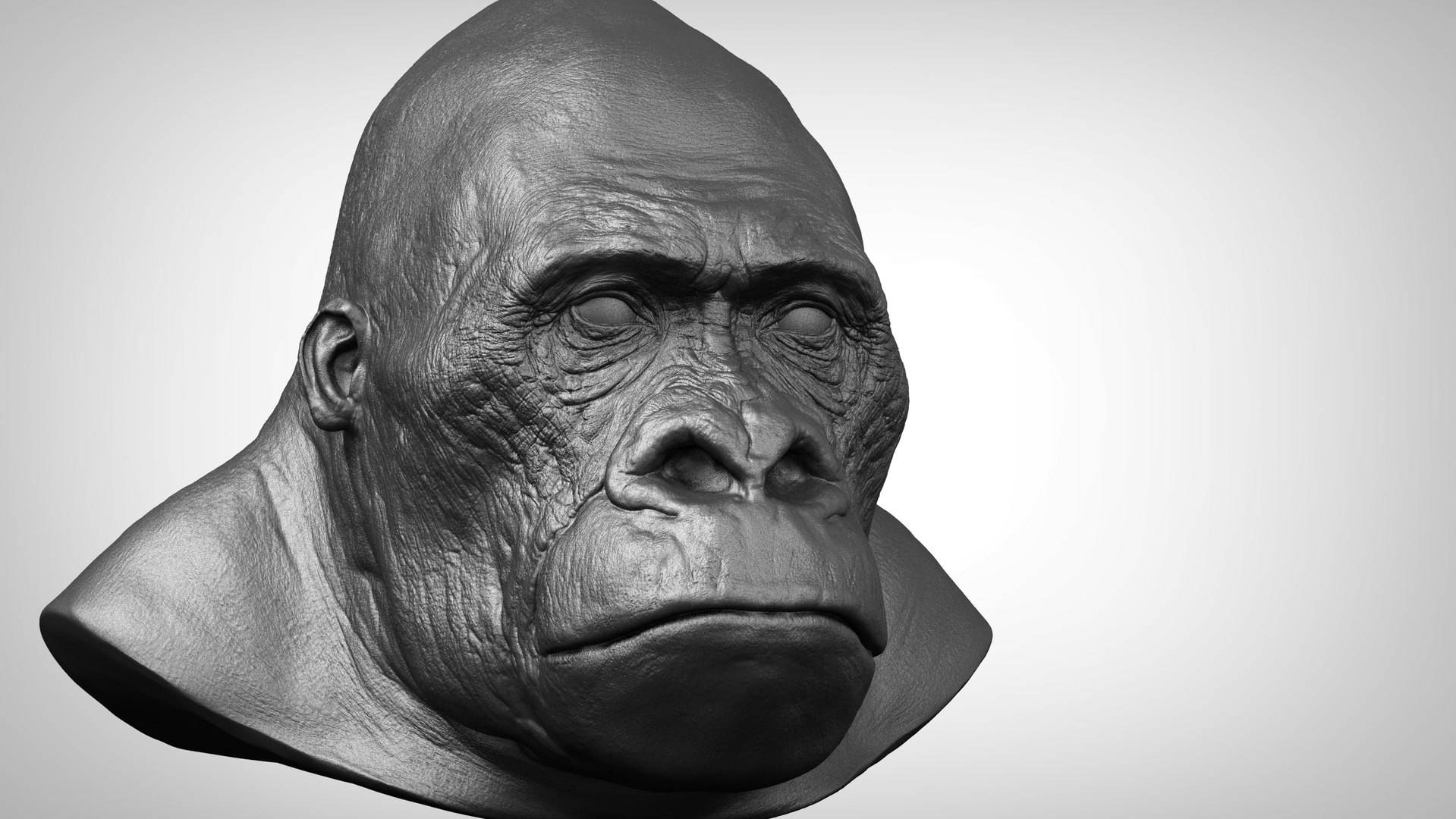 3D Gorilla Head Realistic Model - TurboSquid 1388073