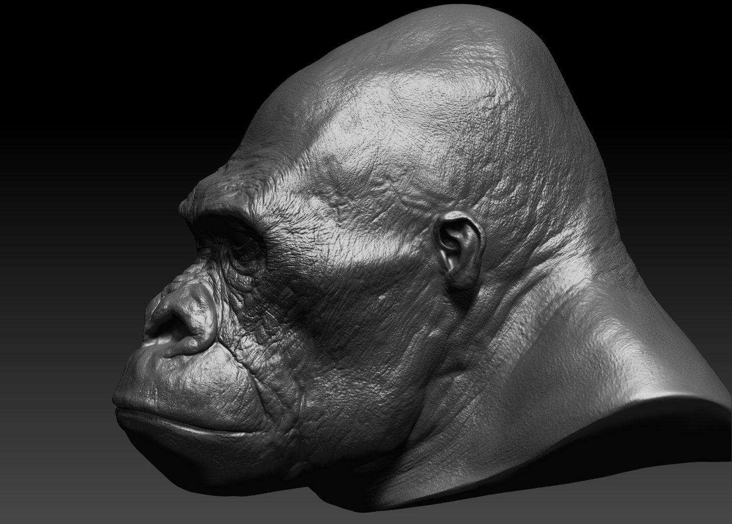3D Gorilla Head Realistic Model - TurboSquid 1388073