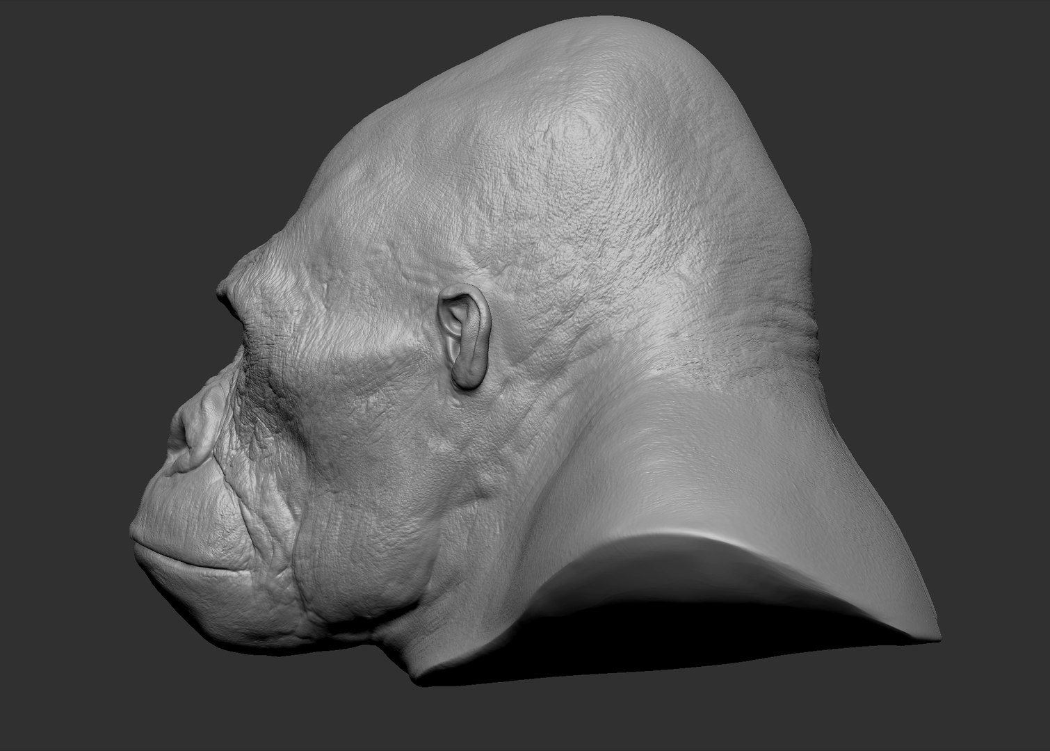 3D Gorilla Head Realistic Model - TurboSquid 1388073