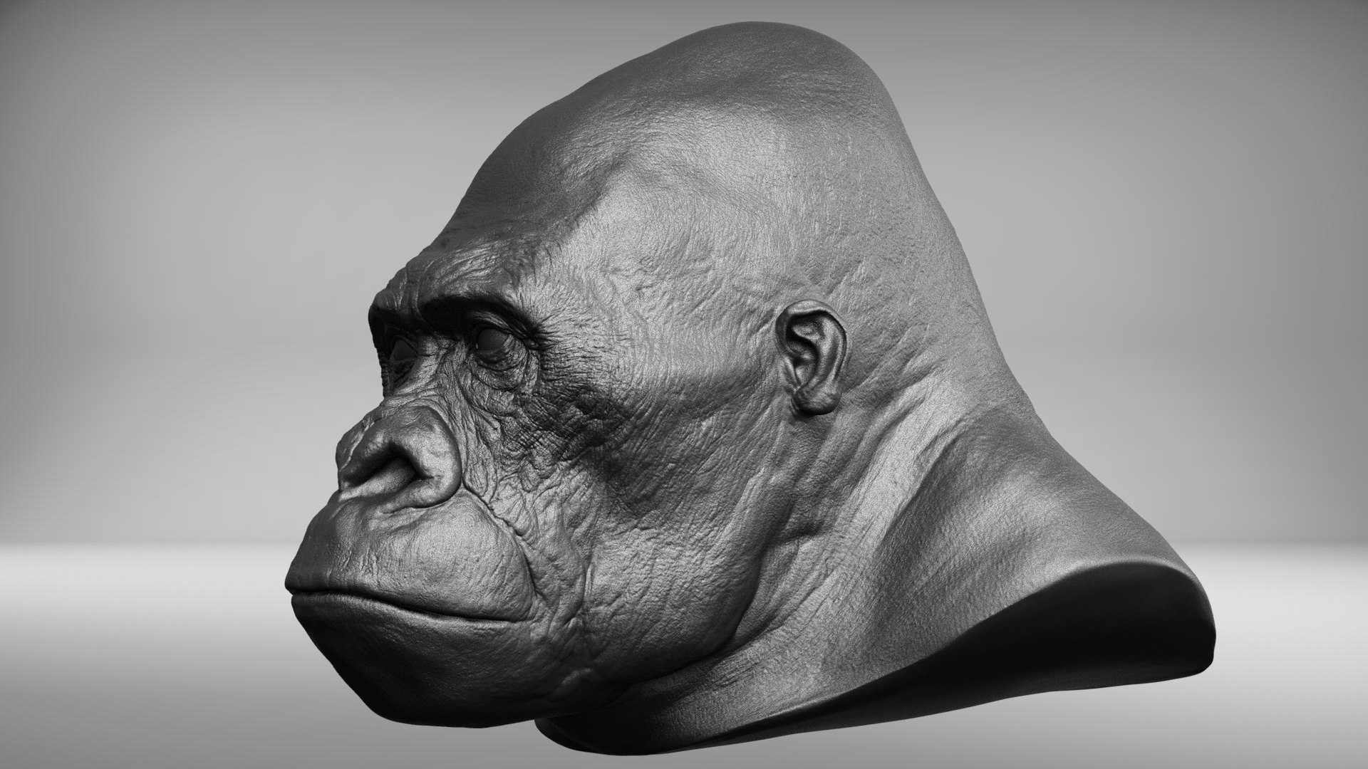 3D Gorilla Head Realistic Model - TurboSquid 1388073