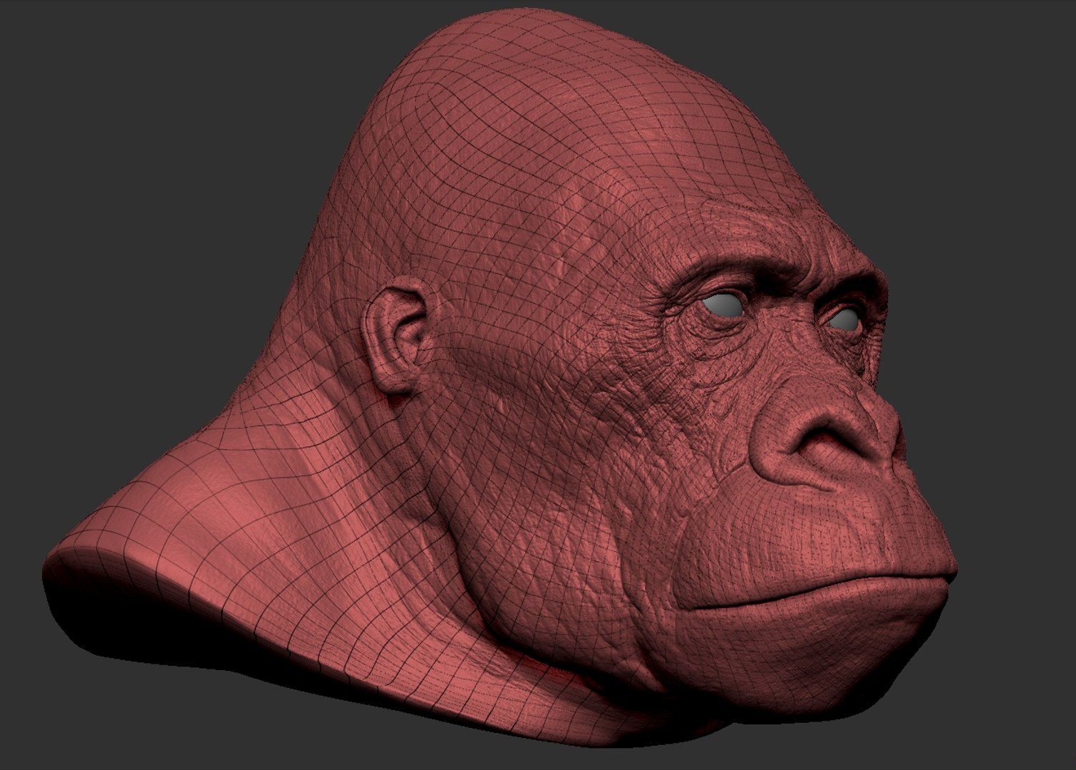 3D Gorilla Head Realistic Model - TurboSquid 1388073