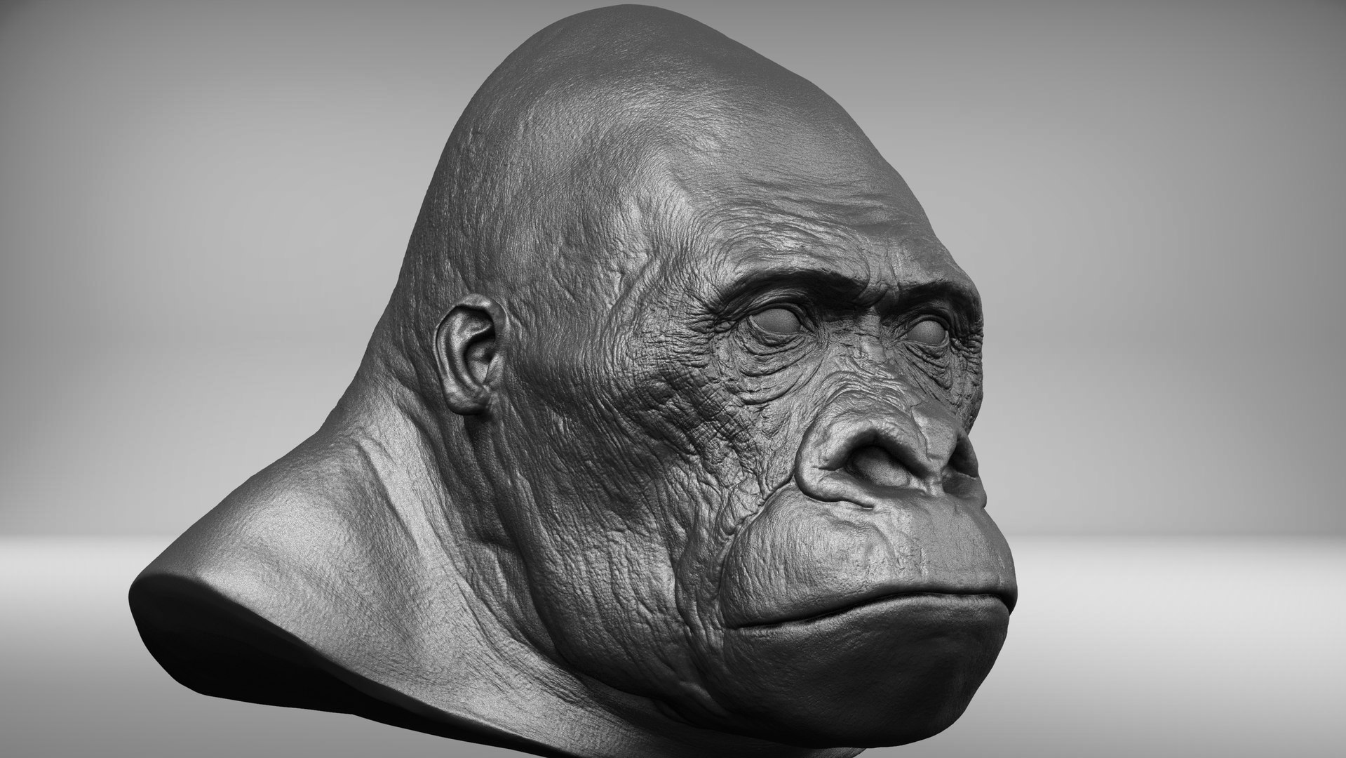 3D Gorilla Head Realistic Model - TurboSquid 1388073