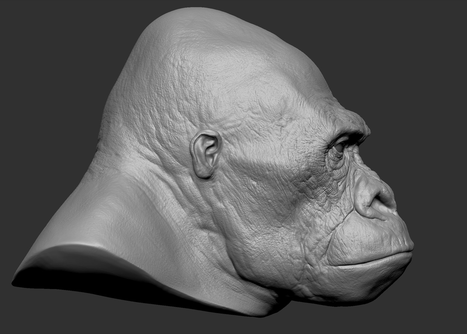 3D Gorilla Head Realistic Model - TurboSquid 1388073