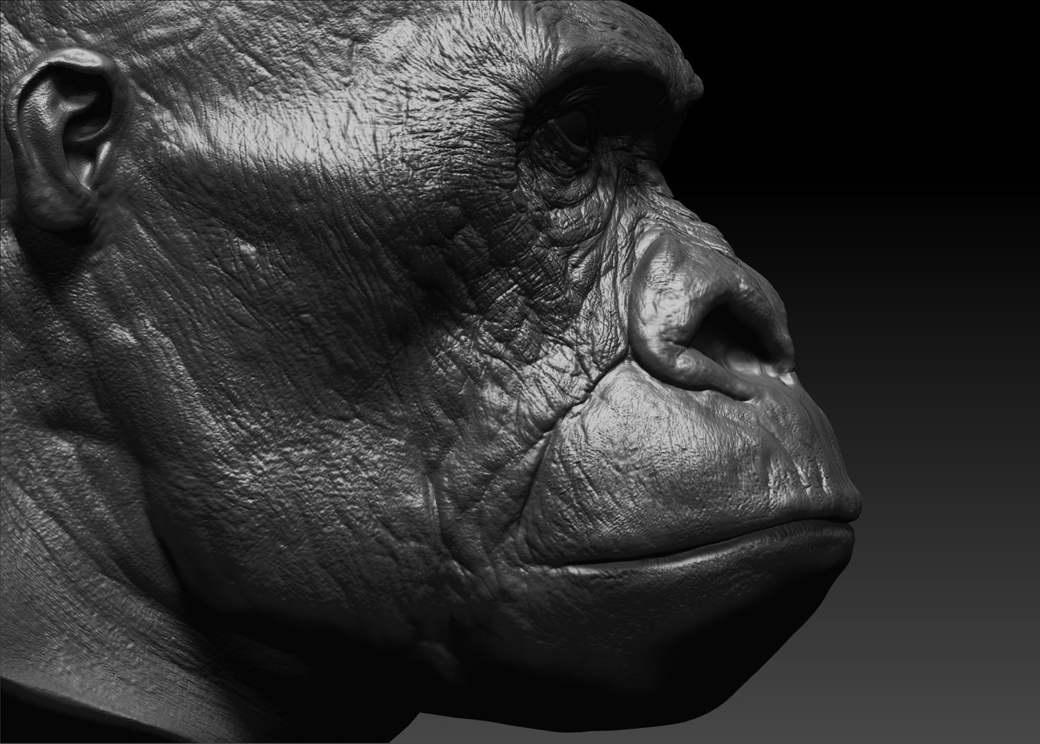 3D Gorilla Head Realistic Model - TurboSquid 1388073