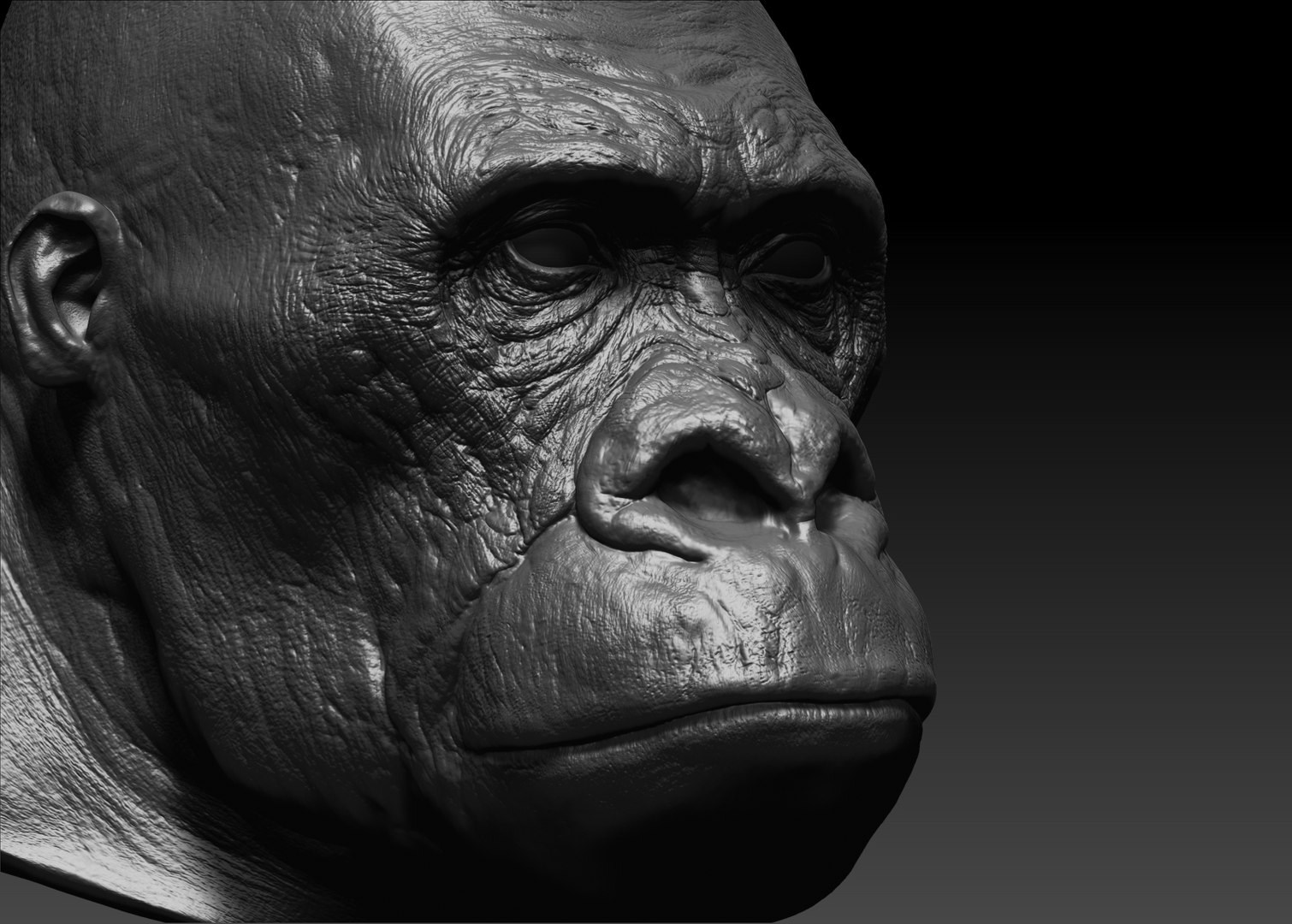 3D Gorilla Head Realistic Model - TurboSquid 1388073