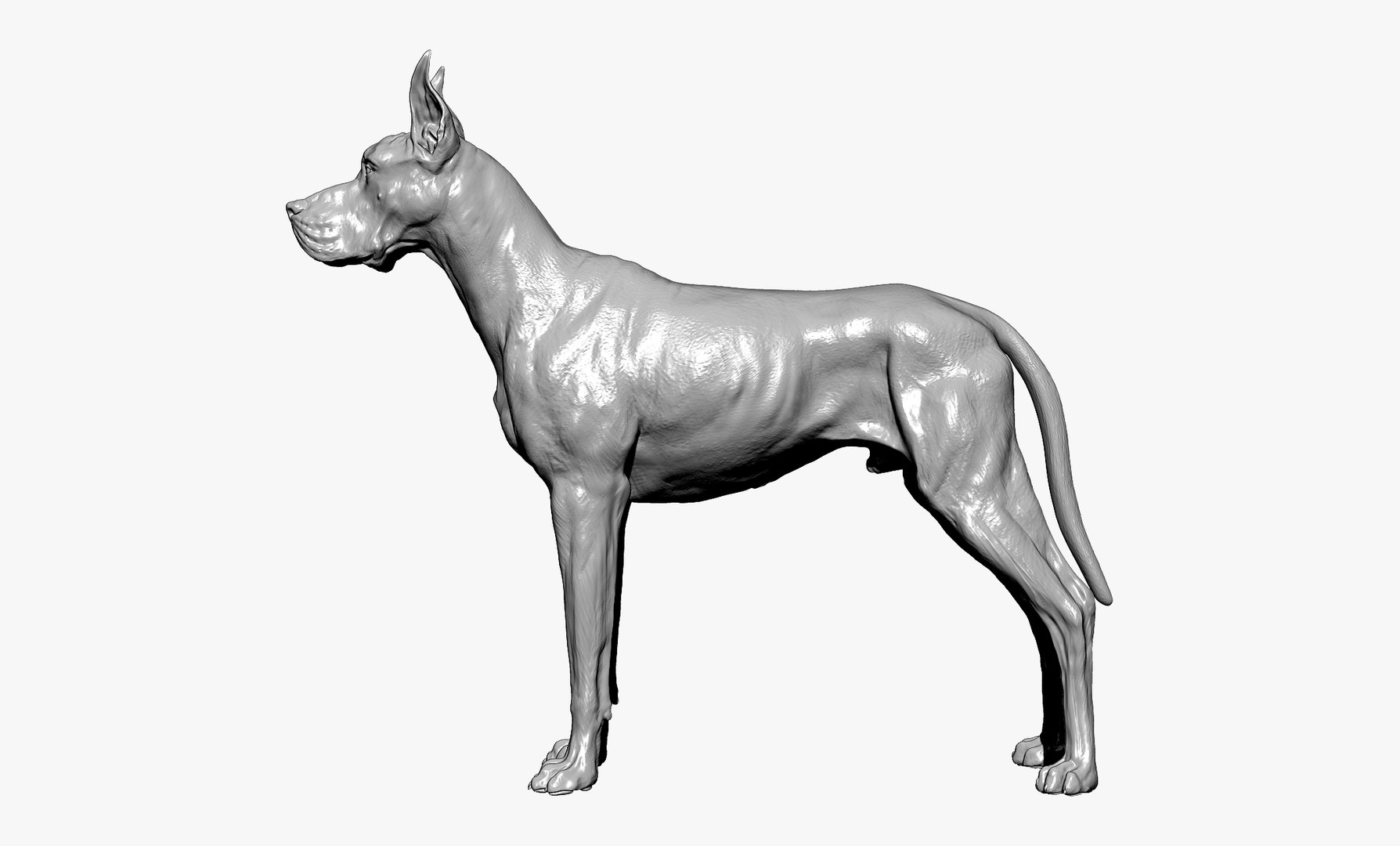 Dogs Collections Ornatrix 3D Model - TurboSquid 1756886