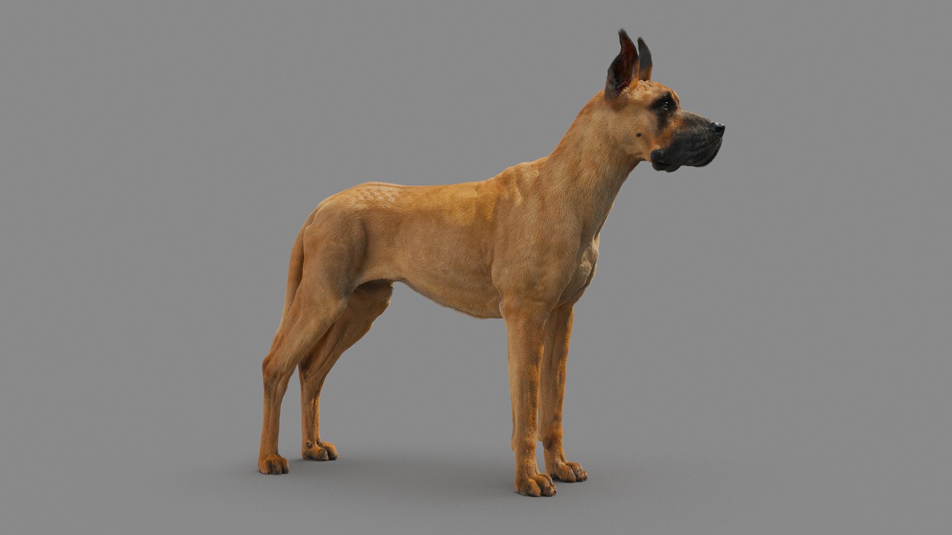 Dogs Collections Ornatrix 3D Model - TurboSquid 1756886