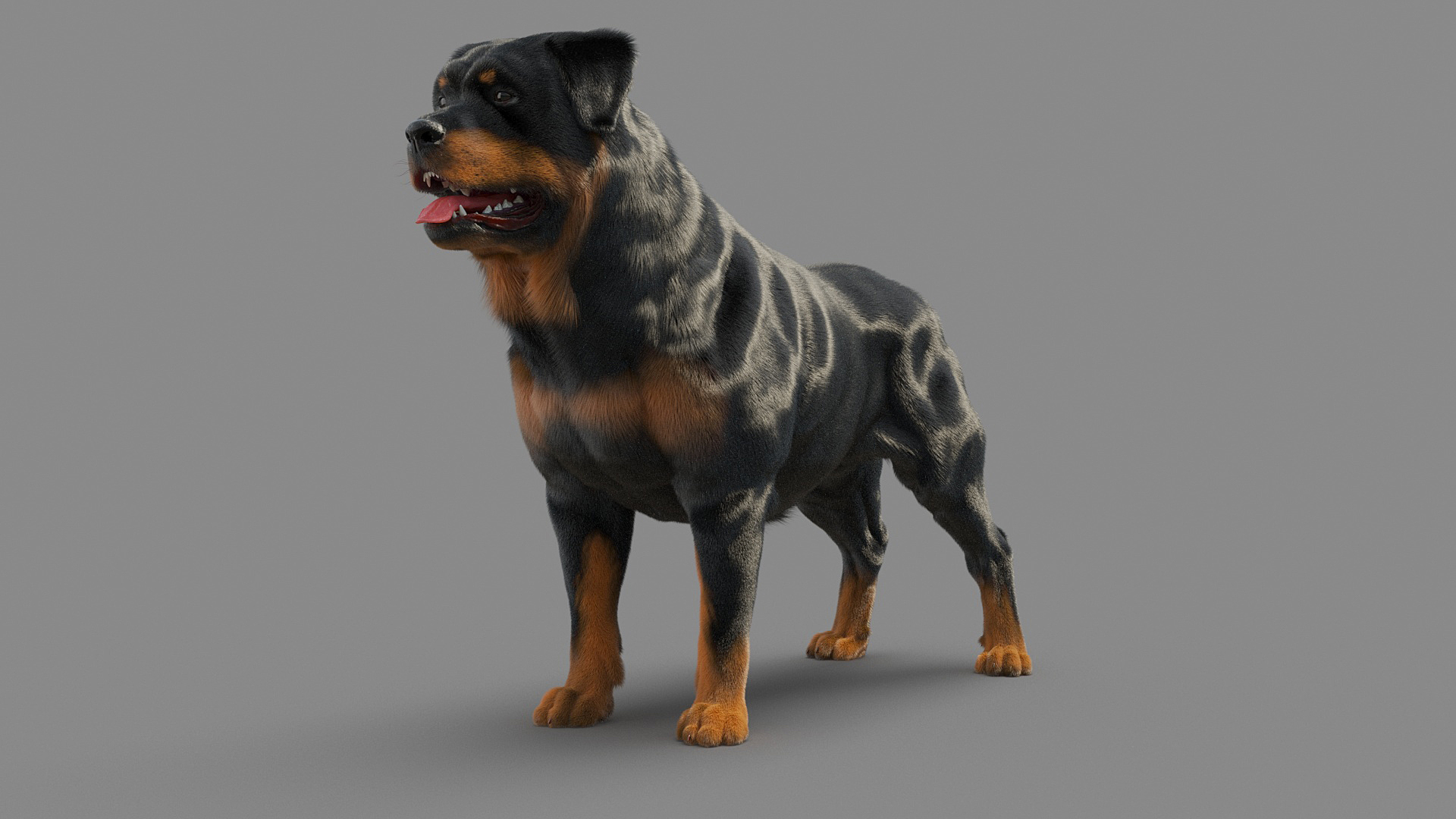 Dogs Collections Ornatrix 3D Model - TurboSquid 1756886