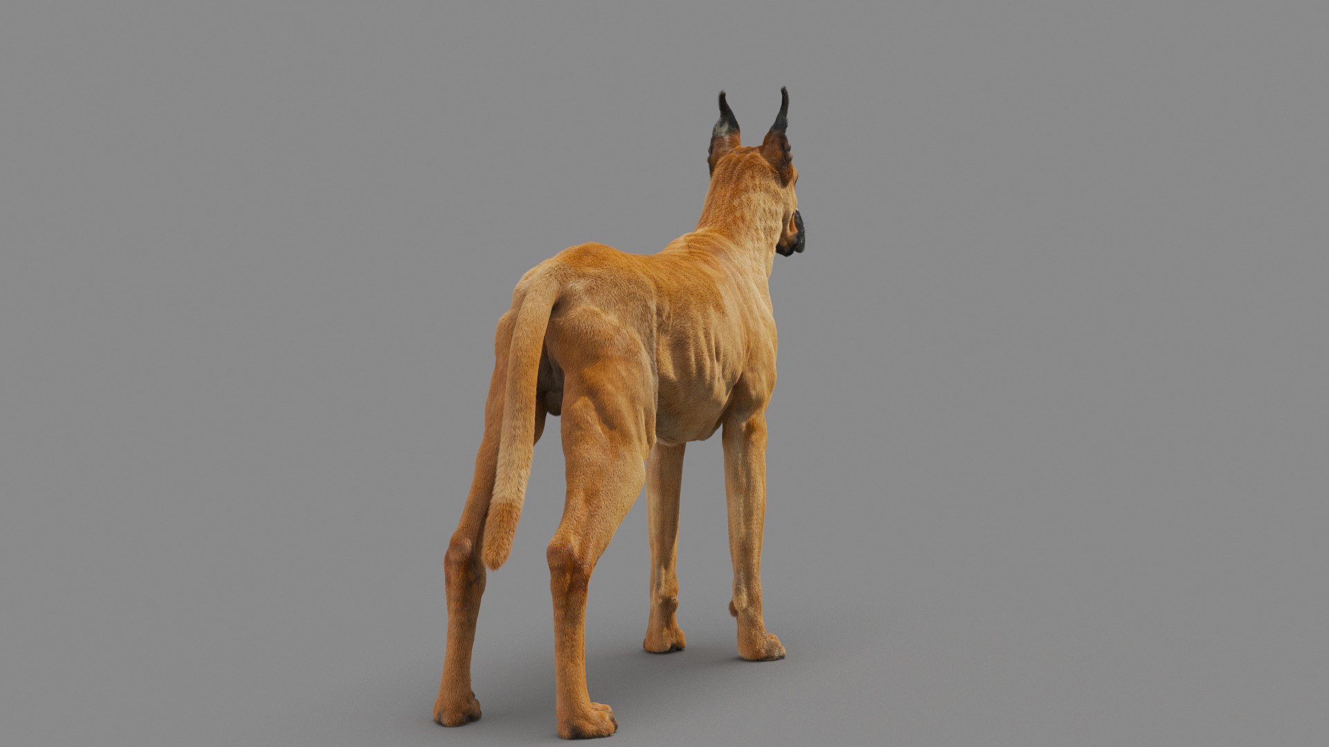 Dogs Collections Ornatrix 3D Model - TurboSquid 1756886