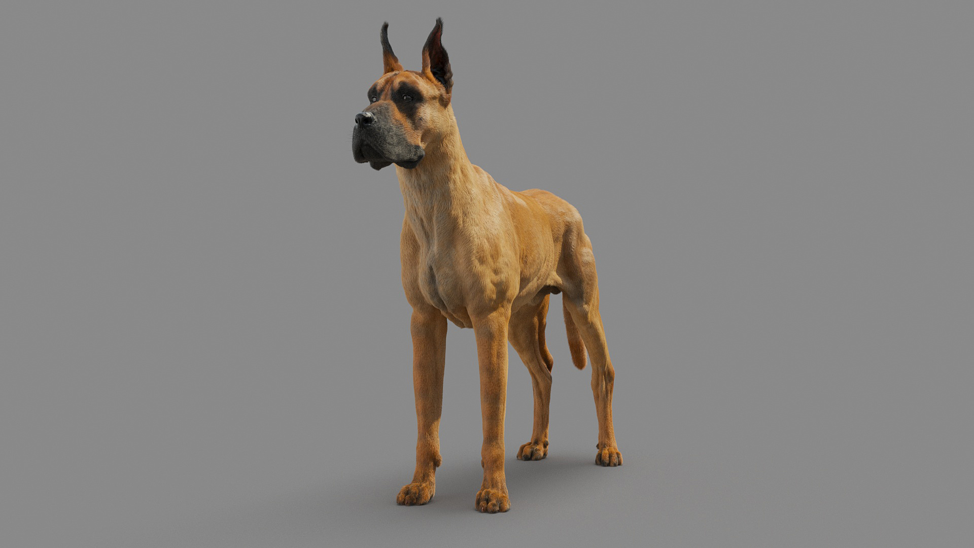 Dogs Collections Ornatrix 3D Model - TurboSquid 1756886