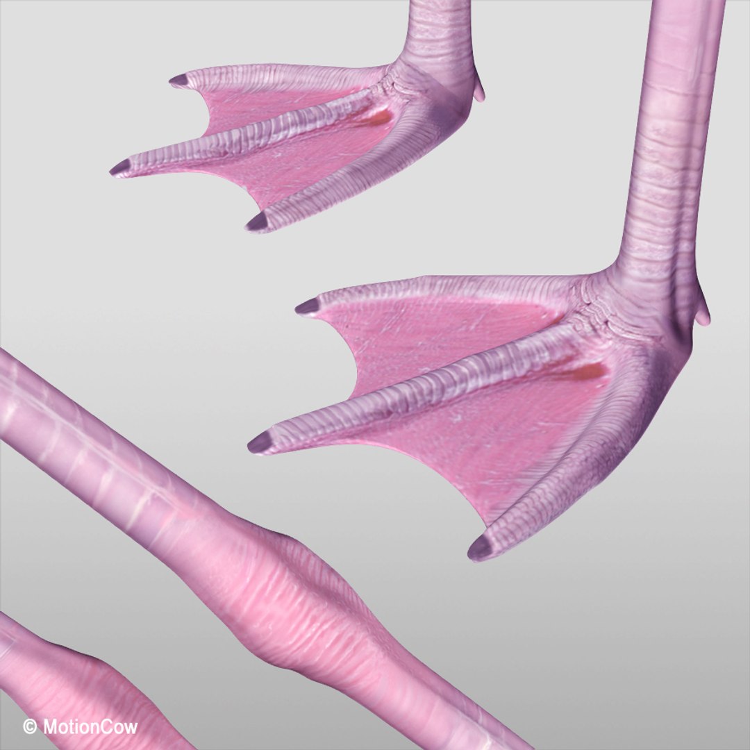 3d Realistic Flying Pink Flamingo Model