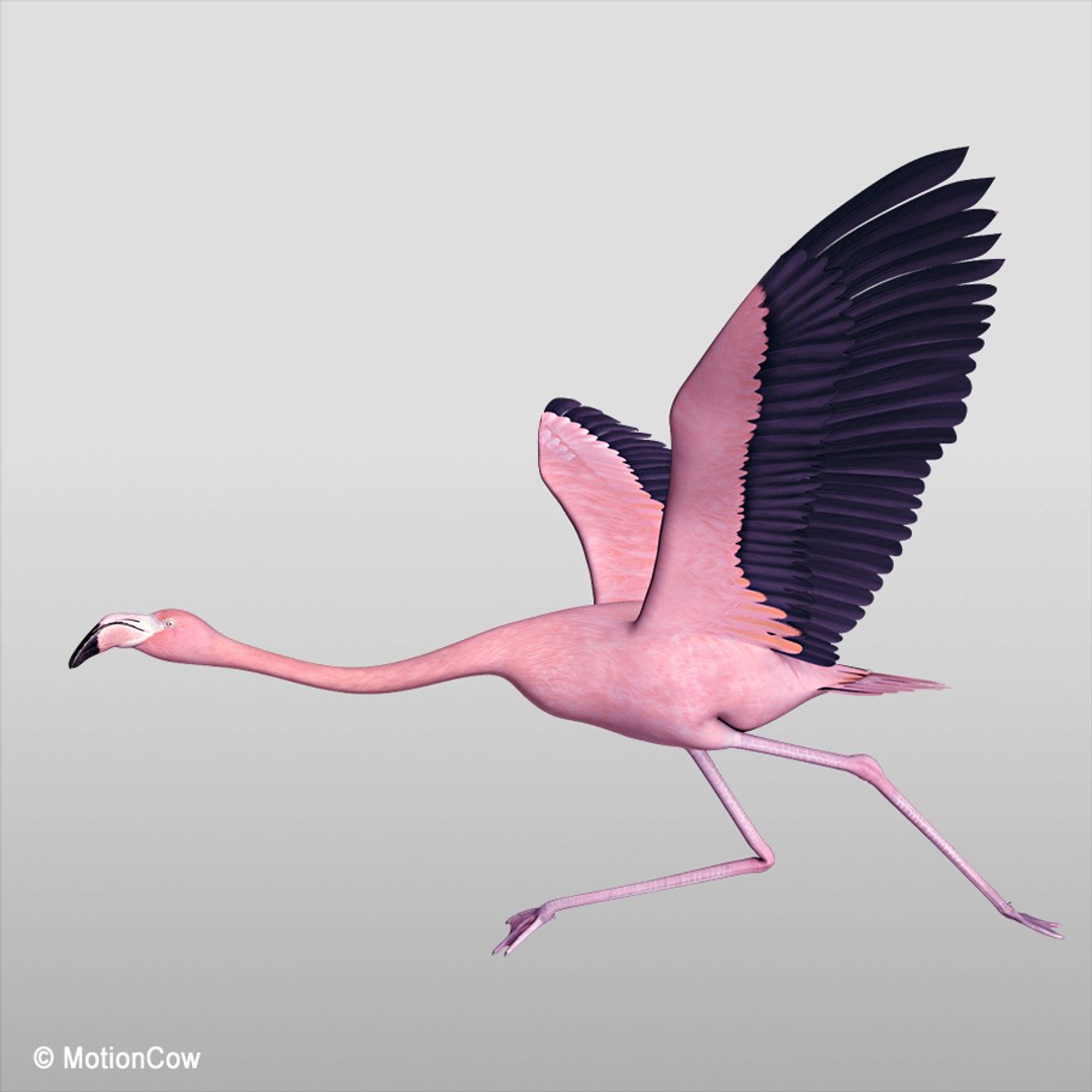 3d Realistic Flying Pink Flamingo Model