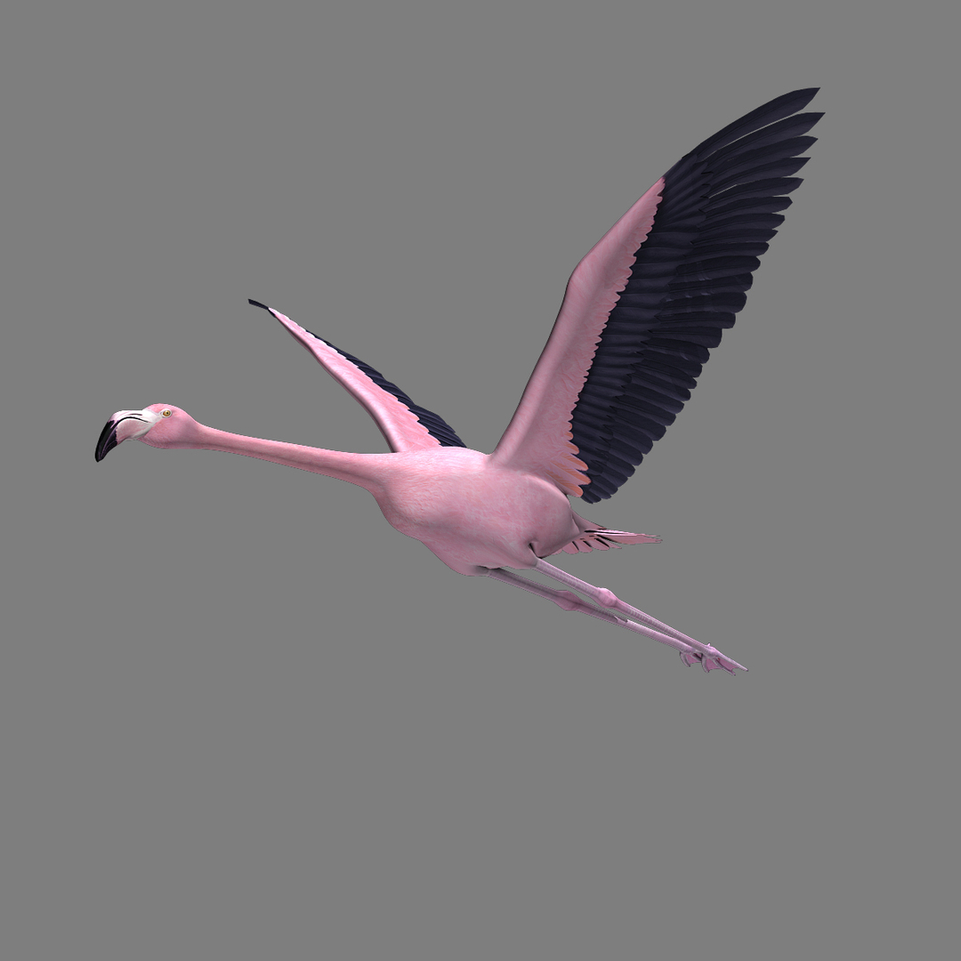 3d Realistic Flying Pink Flamingo Model