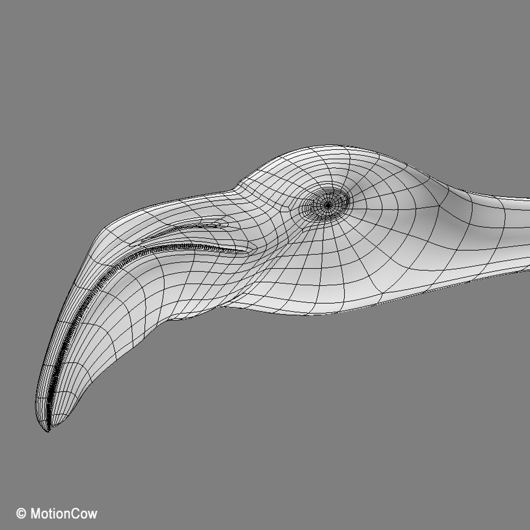 3d Realistic Flying Pink Flamingo Model