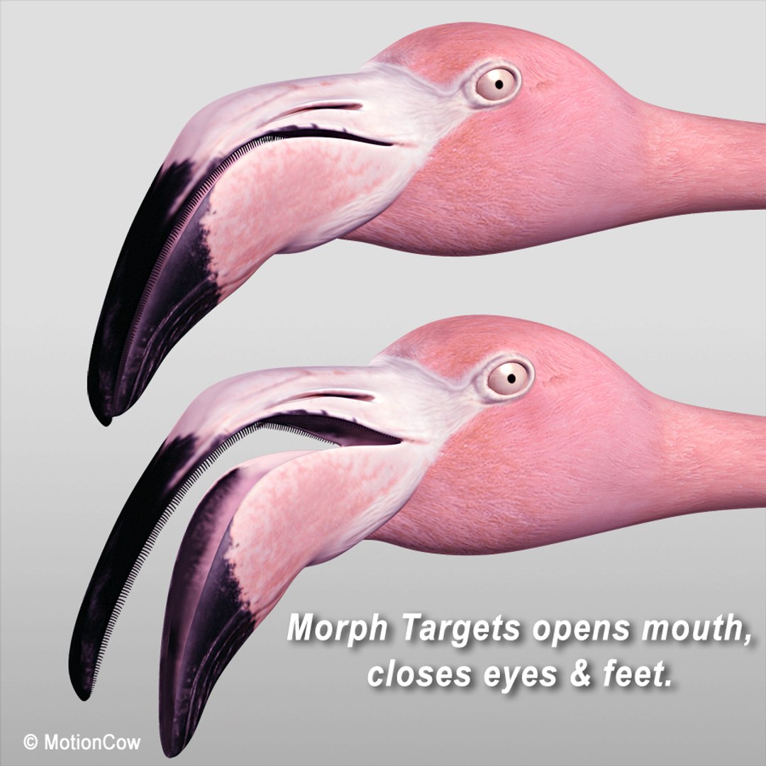 3d Realistic Flying Pink Flamingo Model