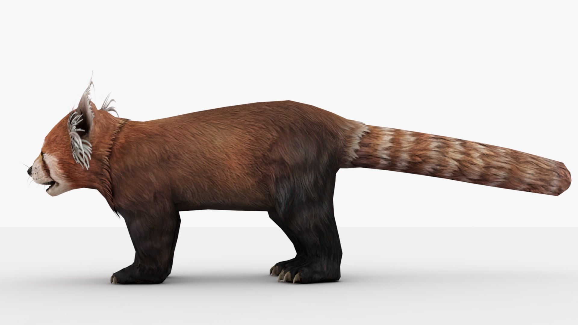 Red panda 3D model - TurboSquid 1839492