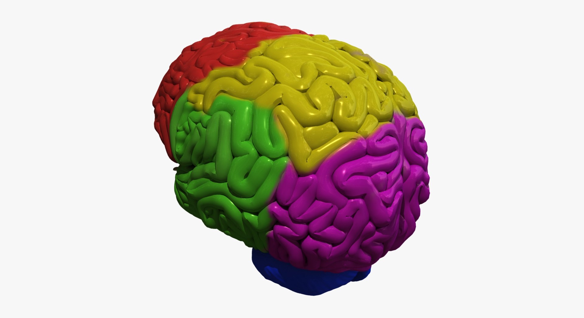 3d Human Brain Regions