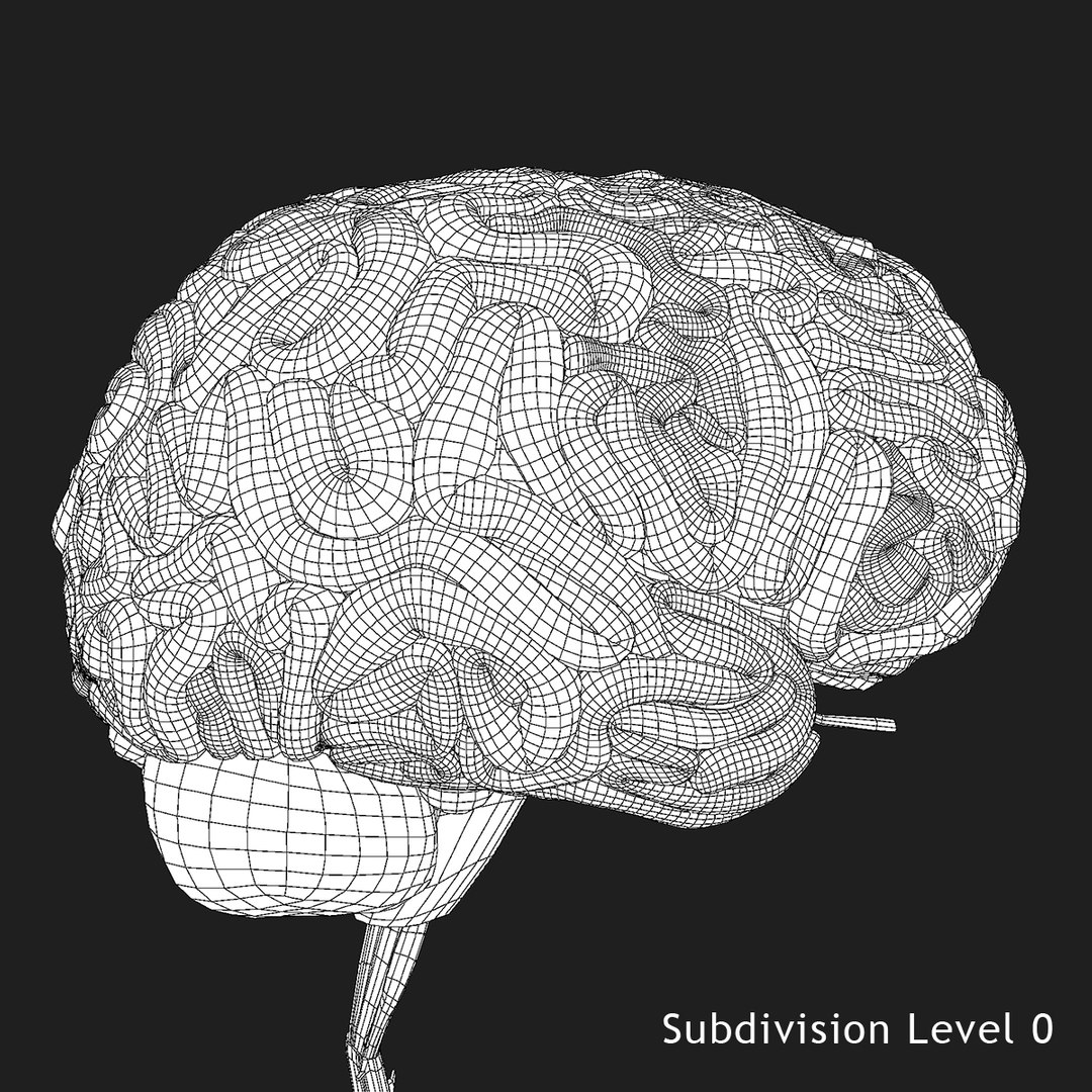 3d Human Brain Regions