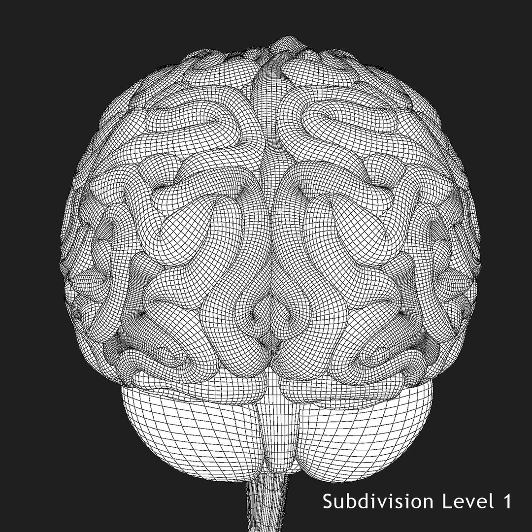 3d Human Brain Regions
