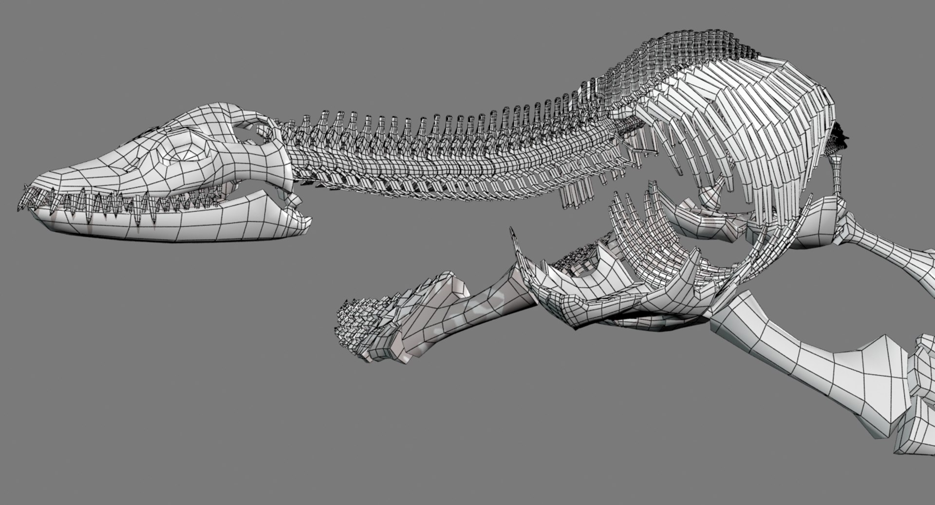 Plesiosaurus Skeleton 3d Model
