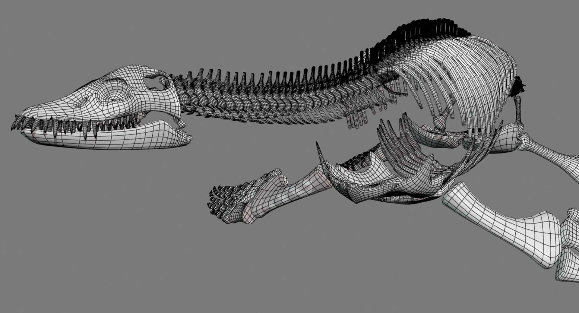 Plesiosaurus Skeleton 3d Model