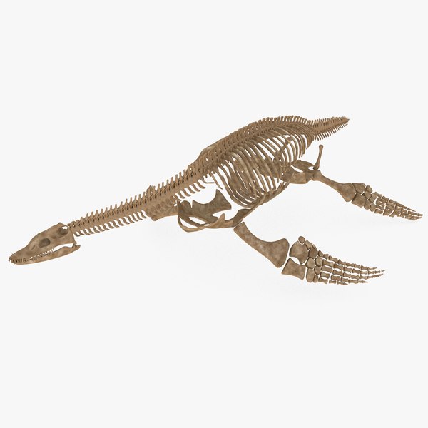 Nothronychus therizinosaurus skeleton bones 3D model - TurboSquid 1228837