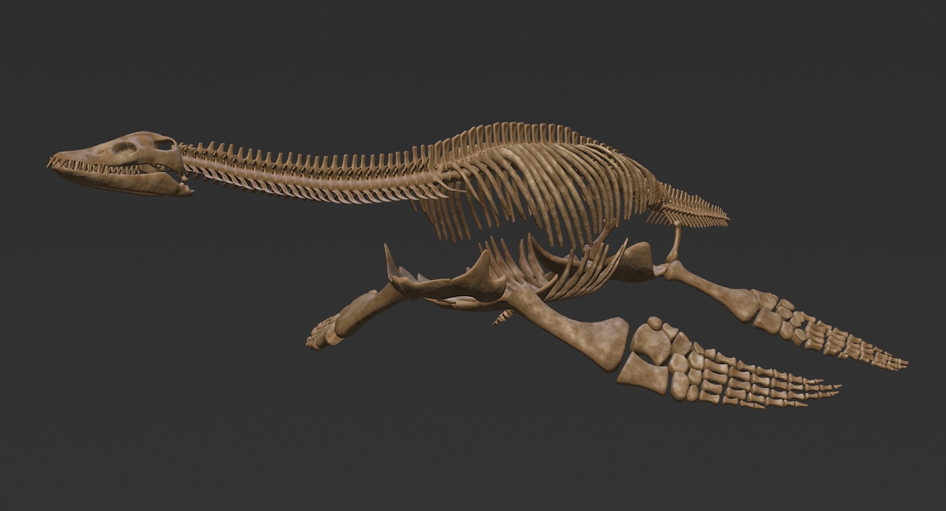 Plesiosaurus Skeleton 3d Model
