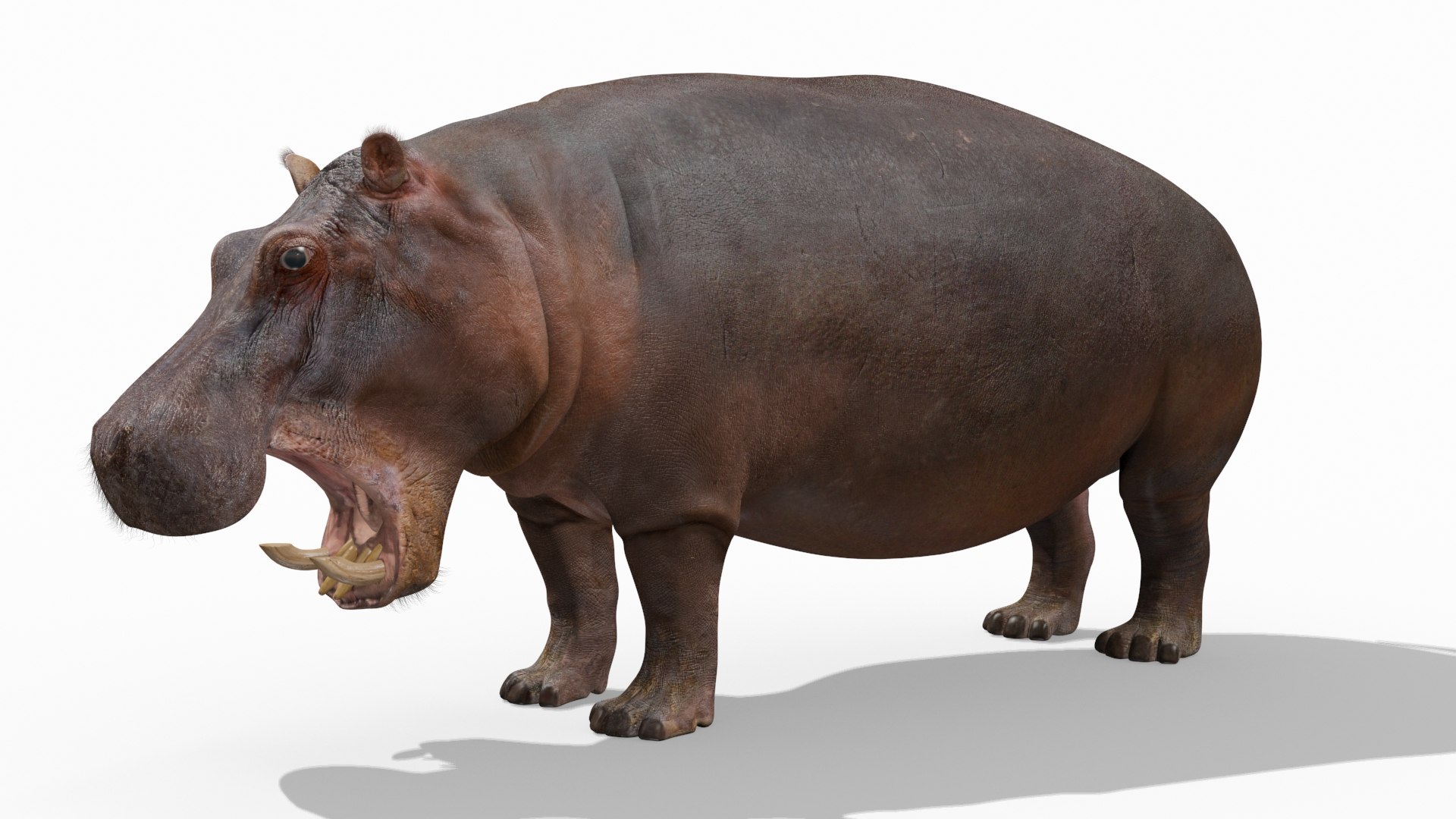Hippo 8k Animation 1 3D Model - TurboSquid 1582330