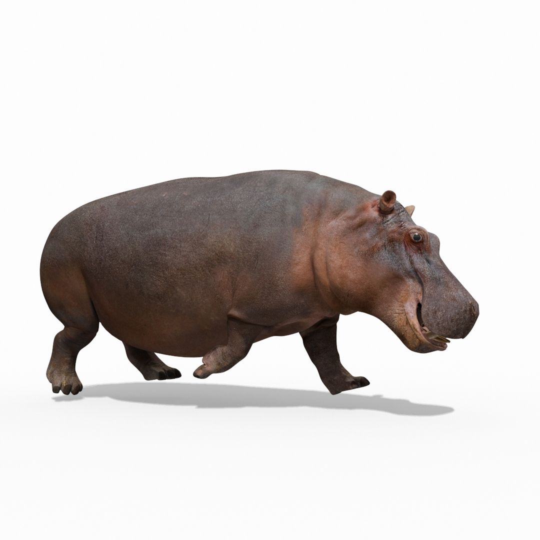modelo 3d Wild Hippo 8K - Animado - TurboSquid 1582330