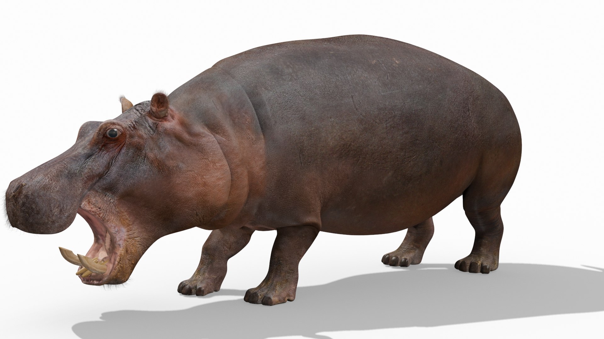 Hippo 8k Animation 1 3D Model - TurboSquid 1582330