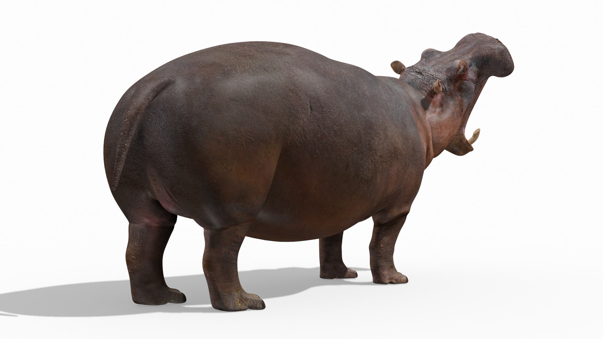 Hippo 8k Animation 1 3D Model - TurboSquid 1582330