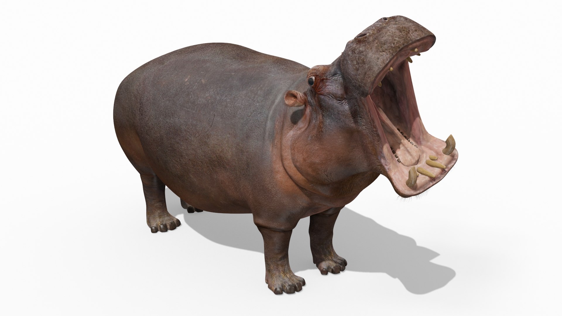 Hippo 8k Animation 1 3D Model - TurboSquid 1582330