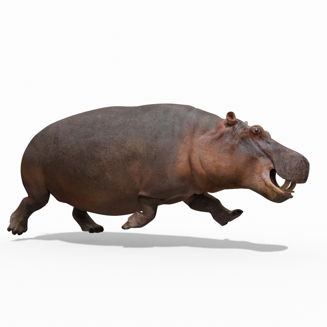 modelo 3d Wild Hippo 8K - Animado - TurboSquid 1582330