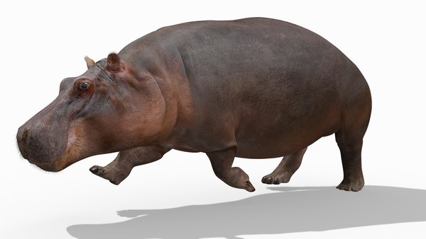 modelo 3d Wild Hippo 8K - Animado - TurboSquid 1582330