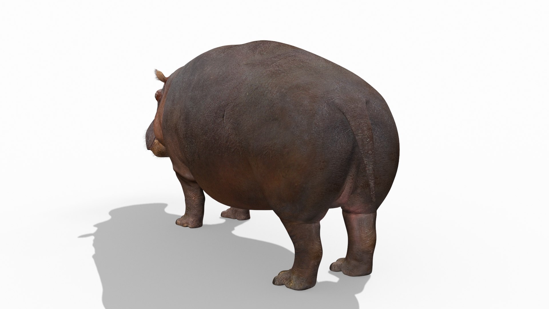 Hippo 8k Animation 1 3D Model - TurboSquid 1582330