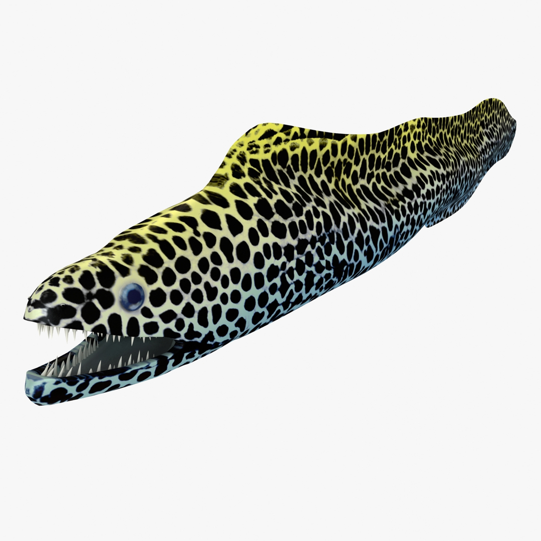 tesselata moray eel 3d max