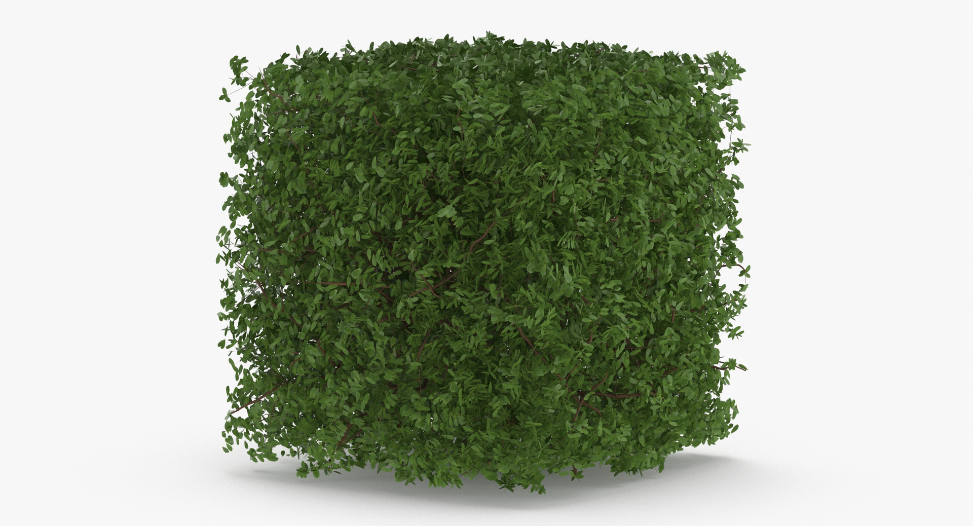 Boxwood Bush Short 3D Model - TurboSquid 1882760
