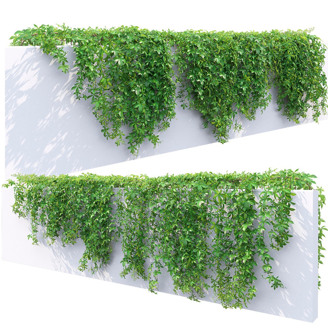 Virginia Creeper 04 3D Model - TurboSquid 1820419