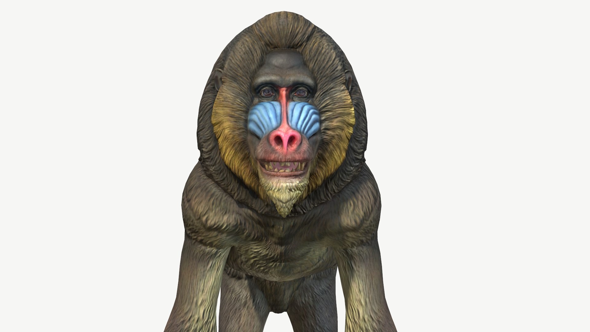 Mandrill Model - TurboSquid 2190070