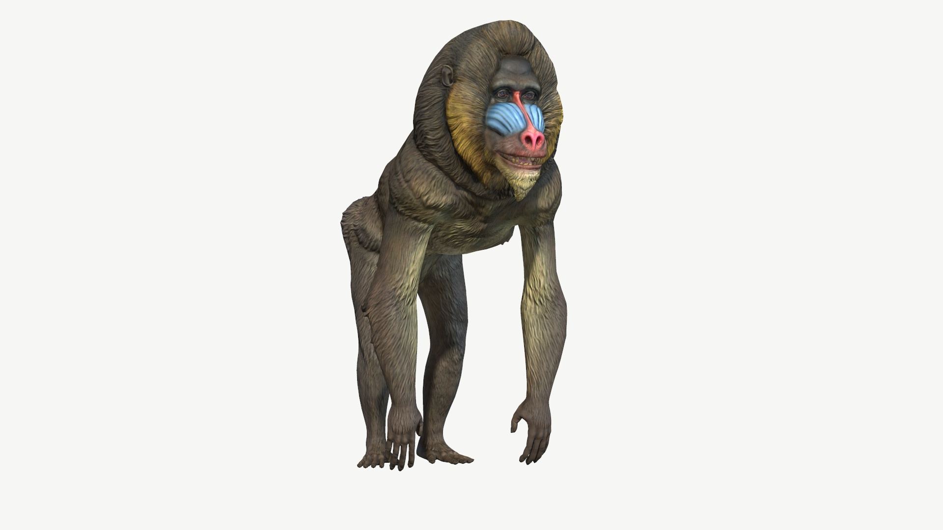 Mandrill Model - TurboSquid 2190070