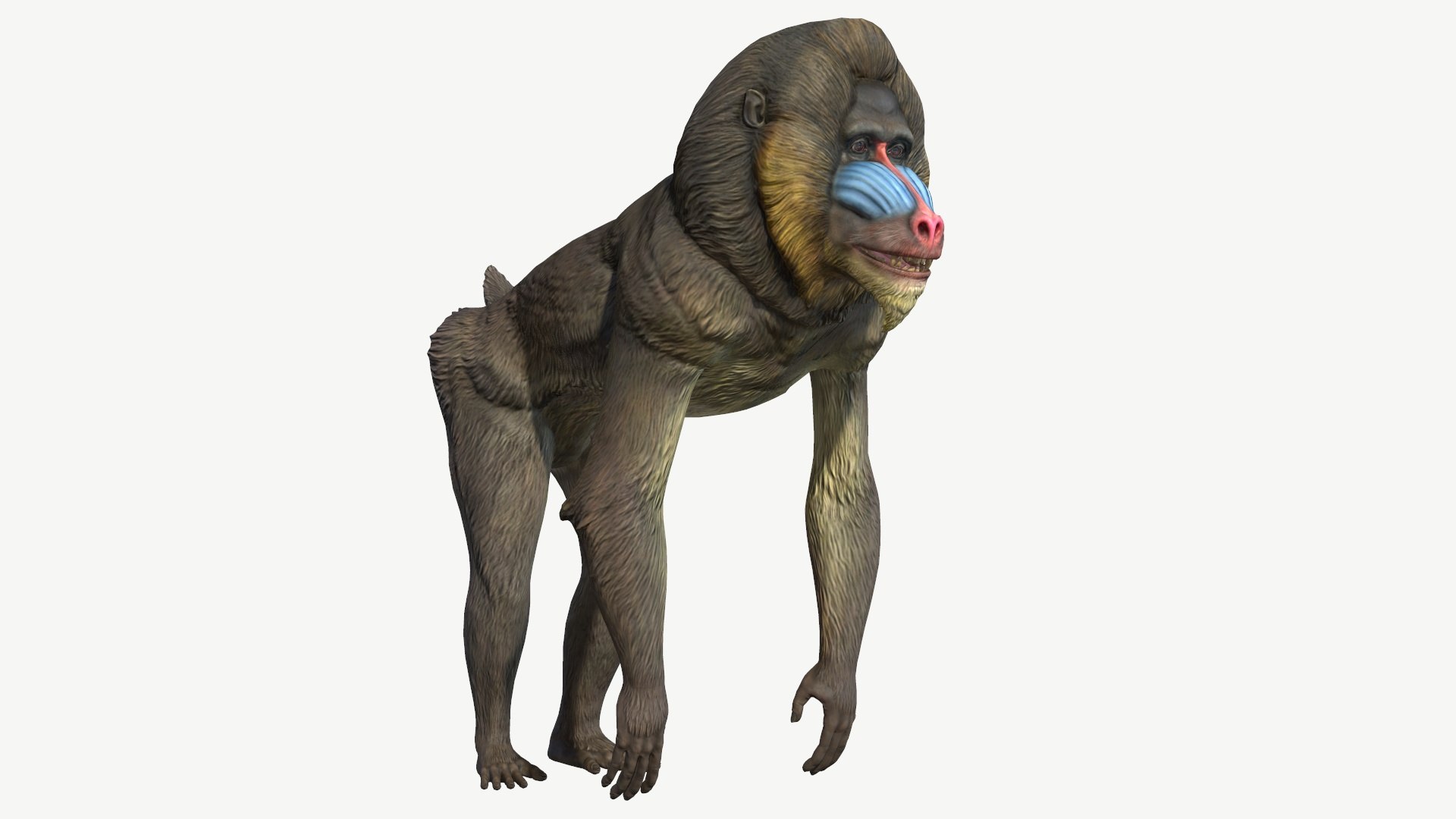 Mandrill Model - TurboSquid 2190070