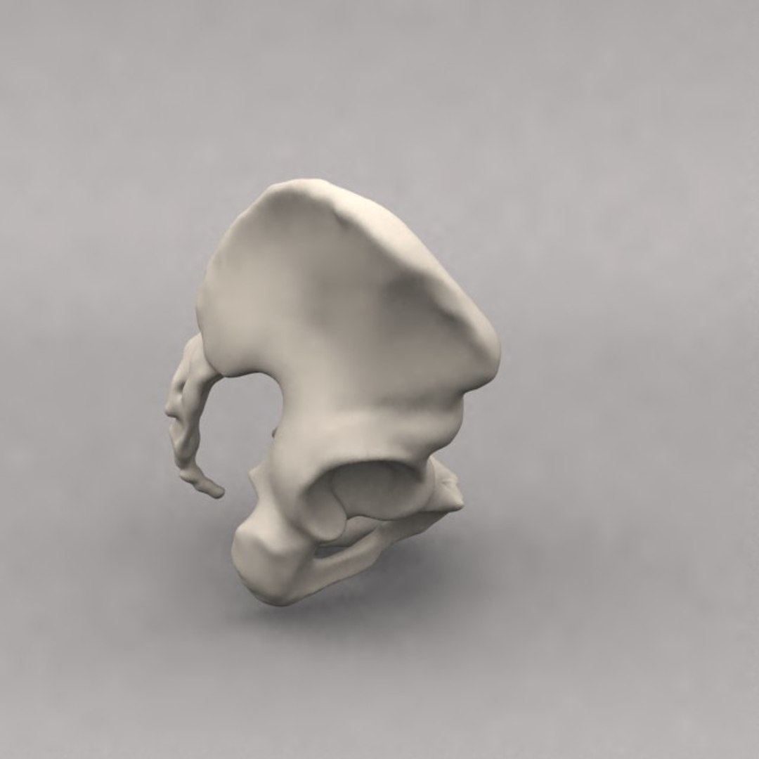Maya Human Pelvis Skeleton